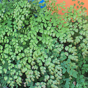 How To Care For Ferns Indoors & Outside | Beginner’s Guide